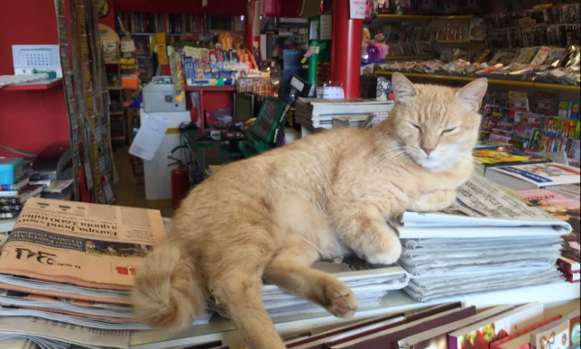 Quando il Gatto Nando conquistò giornali e tv - Italia 7